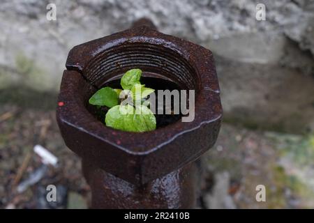 Plant grows from a rusty pipe. Germ of plant. New life. Plant embryo ...