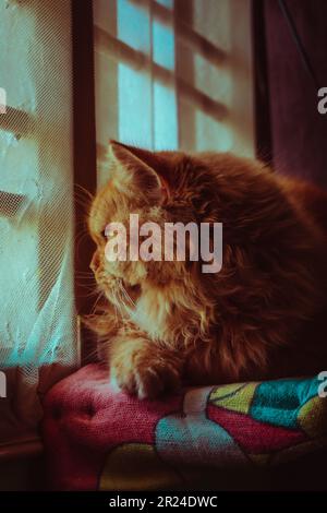 cat sighting seeing Stock Photo - Alamy