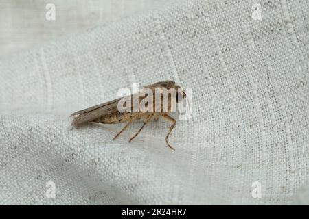 Paradrina clavipalpis moth with pale mottled wings on white cloth Stock ...