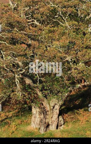 Alder (Alnus glutinosa) veteran tree in autumn, Glen Strathfarrar ...