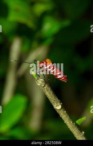Cotton stainer on branches Stock Photo - Alamy