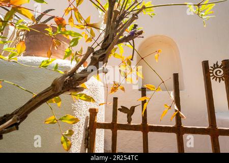 Metal hummingbird on a gate at Tohono Chul Park, Tucson, Arizona, USA ...