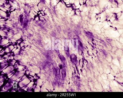 Cucumber cells texture seen in biological optical microscope. Stained ...