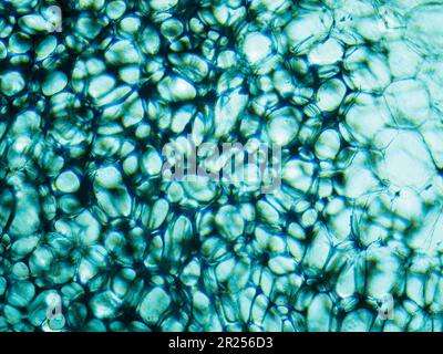 Cucumber cells texture seen in biological optical microscope. Stained ...