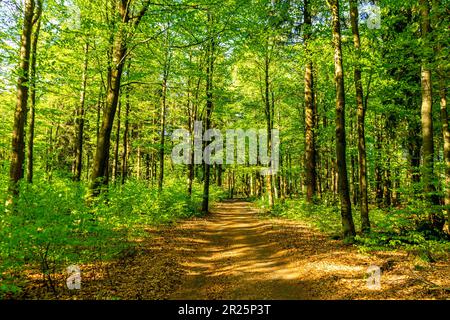 First steps along the Rennsteig between Hörschel and Blankenstein in ...