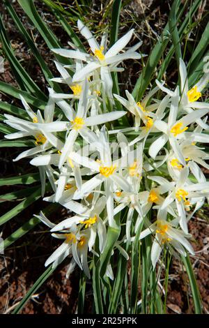 Sand lily (Leucocrinum montanum), Diamond Craters Outstanding Natural ...