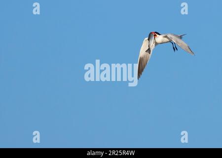 Caspian Tern (Hydroprogne caspia), Burns Pond Wildlife Area, Oregon ...
