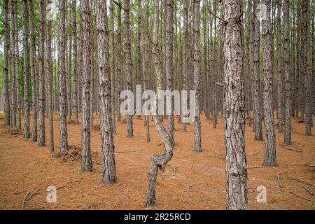 Misshapen tree in straight planted pine tree rows Stock Photo - Alamy