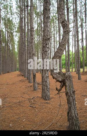 Misshapen tree in straight planted pine tree rows Stock Photo - Alamy