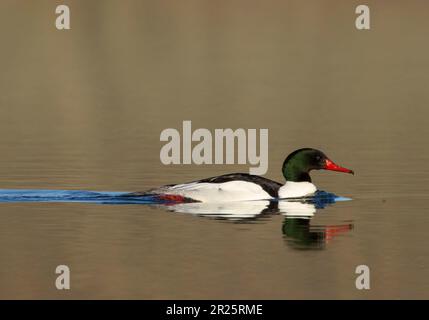 Common merganser (Mergus merganser) on Krumbo Reservoir, Malheur ...