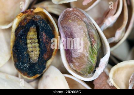 Insect, larva in pistachio. The navel orangeworm (Amyelois transitella ...