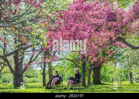 Montreal, Canada - May 14 2023: Colorful garden and Blossom flowers in ...