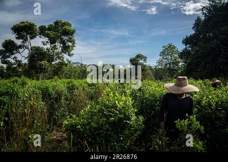 Llorente, Colombia. 11th May, 2023. Workers, locally called ...