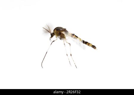 Non-biting Midge (Cricotopus sp.) - Female, isolated on white ...