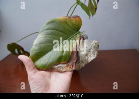 Indoor plant diseases. Demonstration of the diseased monstera leaf ...
