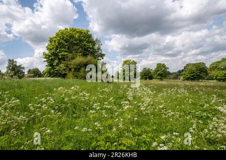 View of Merrow Downs, Guildford, in the Surrey Hills AONB, during May ...