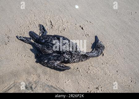 Dozens of dead cormorants wash up on beach from protozoal encephalitis ...