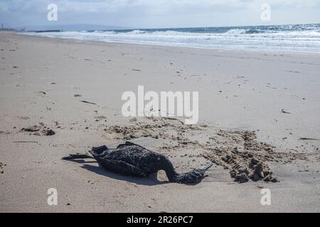 Dozens of dead cormorants wash up on beach from protozoal encephalitis ...