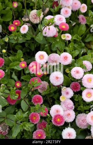 Bellis 'Pomponette Mixed' Stock Photo - Alamy