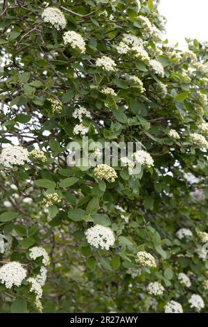 Viburnum lantanoides - hobblebush Stock Photo - Alamy
