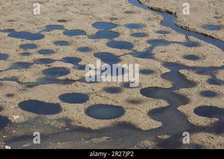 Nest holes made by tilapia where the fish laid their eggs, on a fish ...