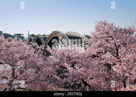 Kintai Bridge with blooming cherry blossoms at night Stock Photo - Alamy