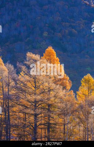 Autumn leaves of Japanese larch Stock Photo - Alamy