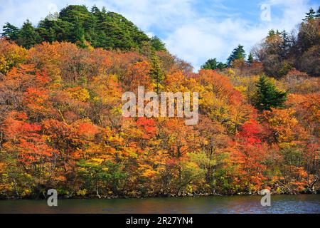 Autumn leaves of Lake Towada seen from cruise ship Stock Photo - Alamy