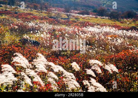 The Kurumayamashitsugen marsh with fall colored grass Stock Photo - Alamy