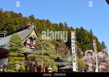 Minobusan Kuonji Temple and the weeping tree Stock Photo - Alamy