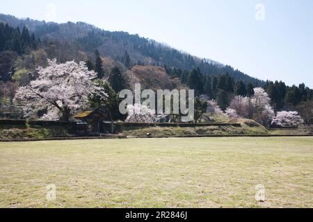 Karamon at the Ichijodani Asakura Clan ruins Stock Photo - Alamy