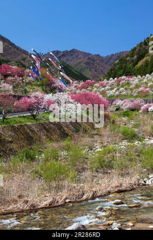 Tsukikawa hot spring peaches in bloom Stock Photo - Alamy