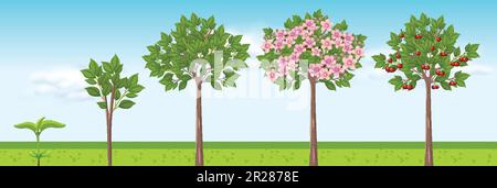 Life Cycle of Cherry Tree illustration Stock Vector Image & Art - Alamy