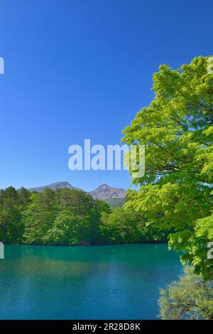 Fresh green goshiki-numa （ bishamon swamp ） and Mt. Bandai Stock Photo ...