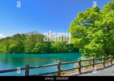 Fresh green goshiki-numa （ bishamon swamp ） and Mt. Bandai Stock Photo ...