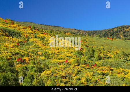 Autumn leaves seen from Hachimantai Aspite Line Stock Photo - Alamy
