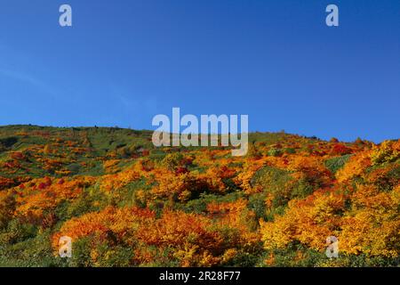 Autumn leaves viewed from Hachimantai Aspite Line Stock Photo - Alamy