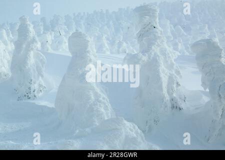 Trees on Mount Zao covered in frost Stock Photo - Alamy