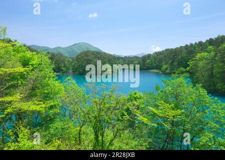 Bishamon fresh greenery - Goshiki-numa Stock Photo - Alamy