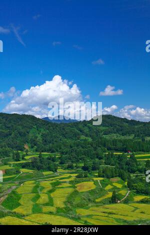 Ripe stepped rice paddy Stock Photo - Alamy