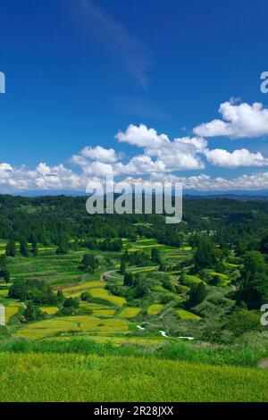 Ripe stepped rice paddy Stock Photo - Alamy