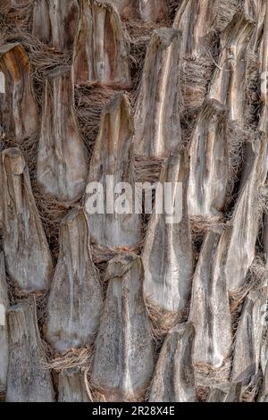Palm tree body texture Stock Photo - Alamy