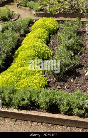A well laid out Herb Garden on a bright summers day Stock Photo - Alamy