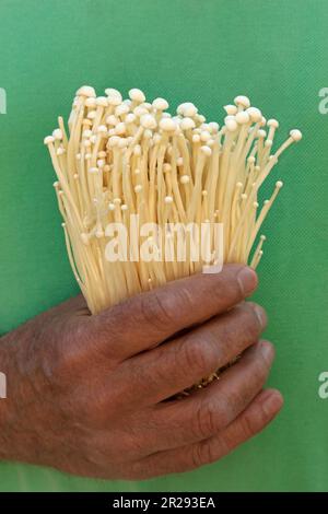 Enoki, enokitake. Flammulina velutipes Stock Photo - Alamy