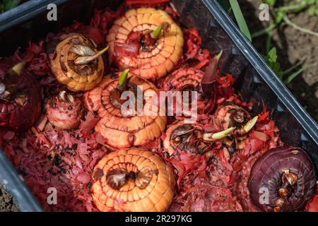 Gladiolus bulb with sprouts are planted in prepared soil Stock Photo ...