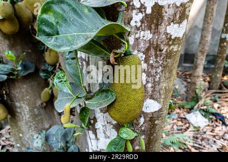 Jackfruit scientific name Artocarpus heterophyllus, Jackfruit hanging ...