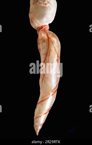 air bladder, swim bladder, bladder, copy space, background, animal ...