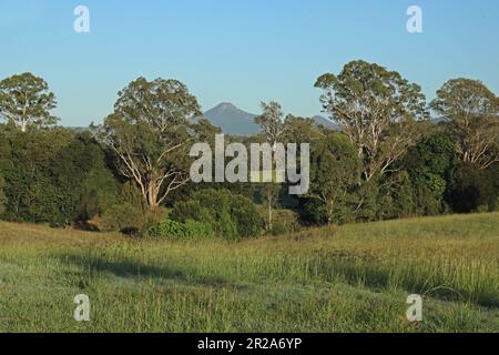 view over riverine woodland Logan River, Queensland, Australia. March ...
