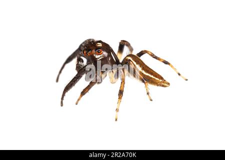 Jumping Spider (Colonus sylvanus) - Male Stock Photo - Alamy