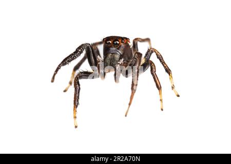 Jumping Spider (Colonus sylvanus) - Male Stock Photo - Alamy
